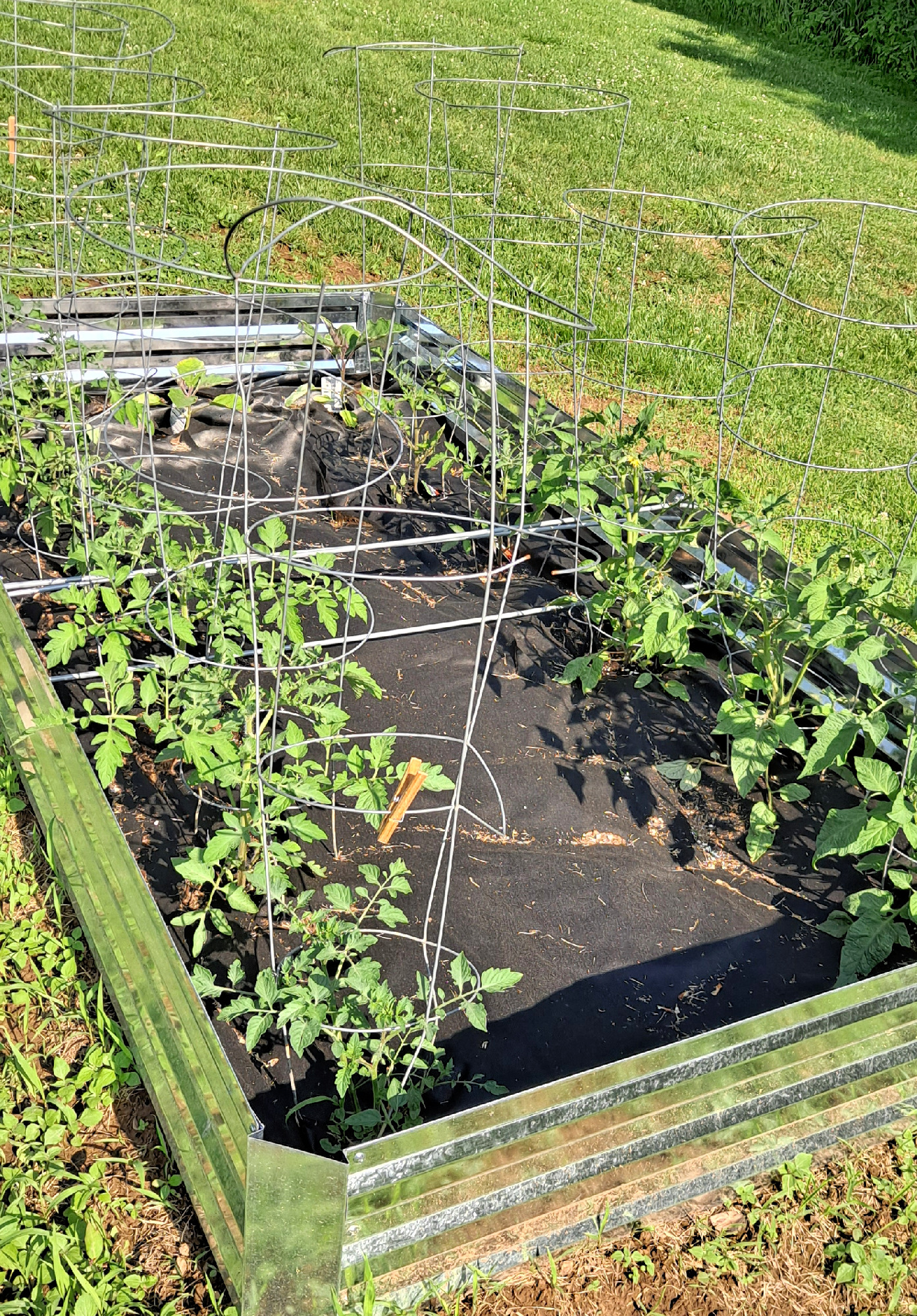 May garden update | my90acres