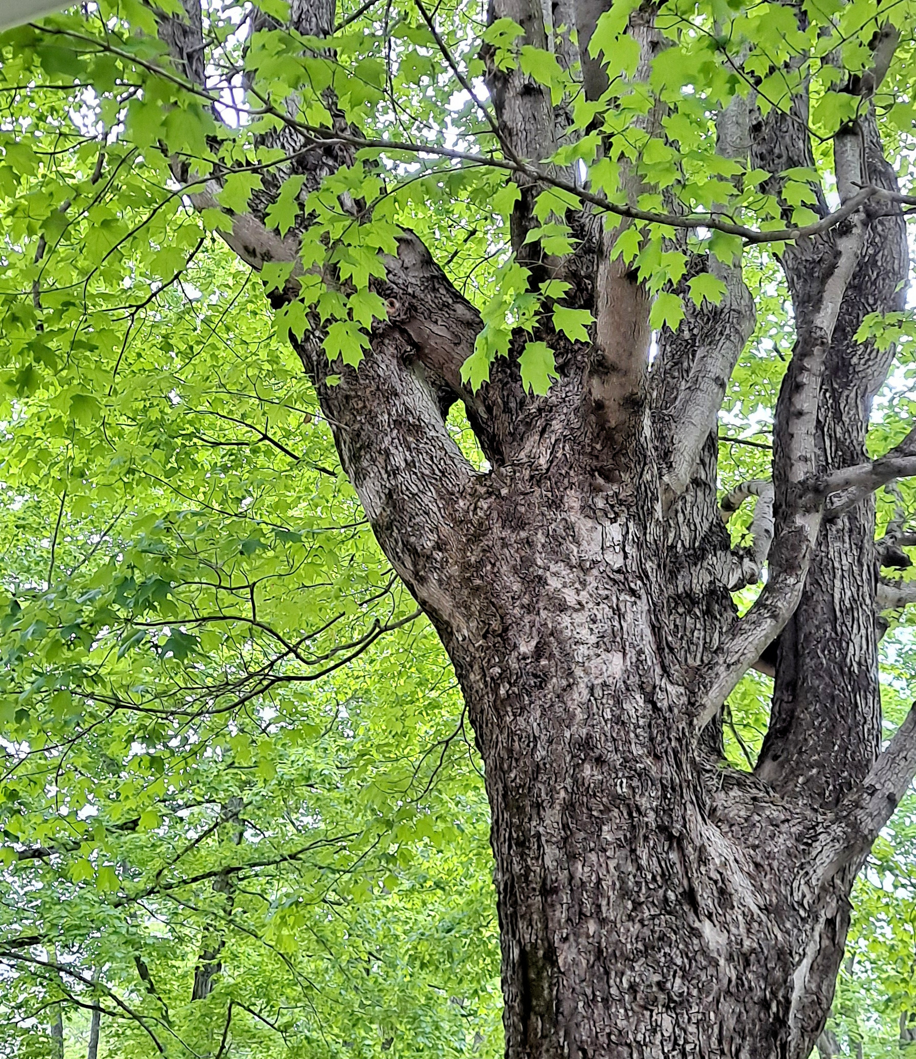 The Singing Tree | my90acres